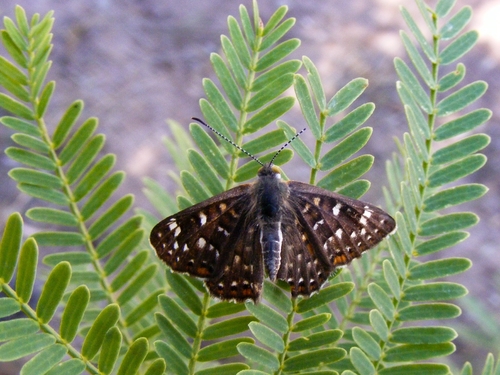 Mariposa jaspeada del mezquite Mexicana (Apodemia palmerii subsp ...