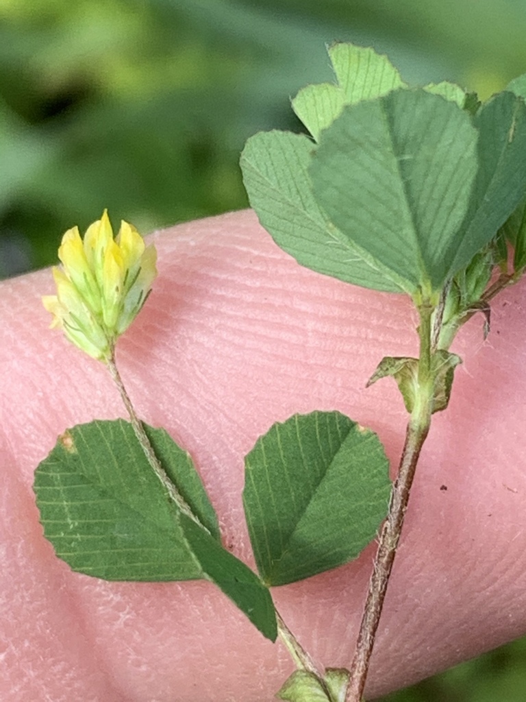Lesser hop trefoil from Franklin Rd, Charlotte, TN, US on May 07, 2020 ...