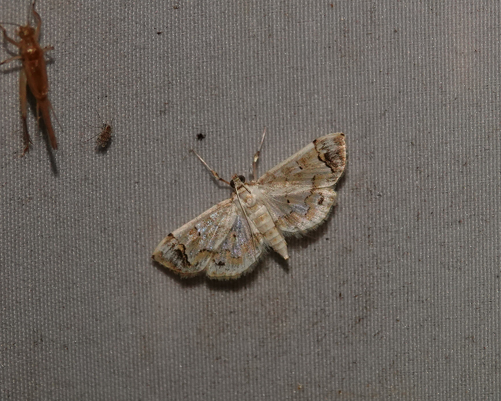 Agrotera barcealis from Makunda College of Nursing on November 28, 2019 ...