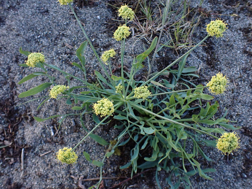 Barestem Biscuitroot from Capital, British Columbia, Canada on May 07 ...