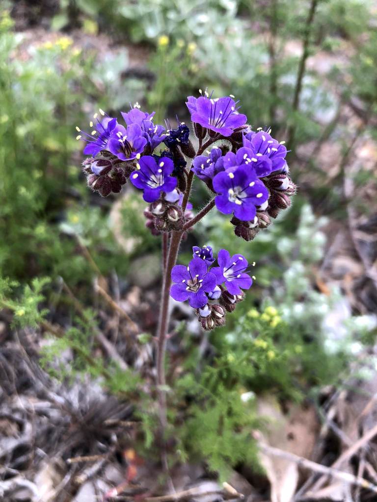 notch-leaf scorpion-weed (Death Valley in February) · iNaturalist