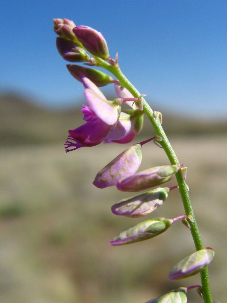 Polygala pallida from Farm Kyffhäuser, Maltahöhe District, Hardap ...