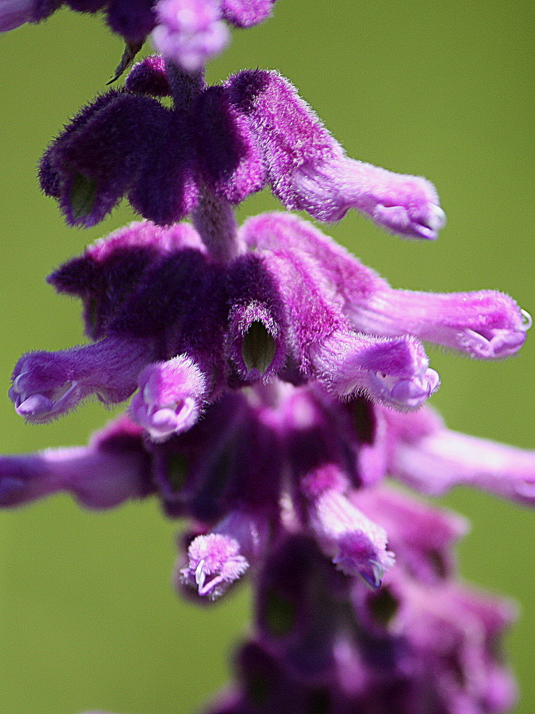 Lamiales (BHS Schoolyard Biodiversity Guide) · iNaturalist