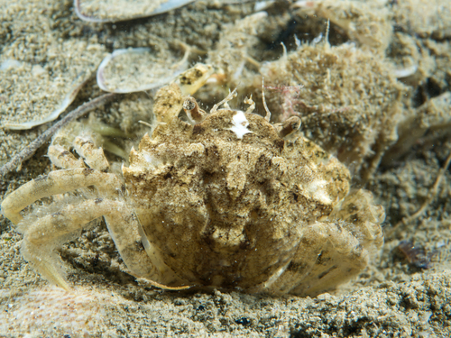 Subfamily Carcininae · iNaturalist