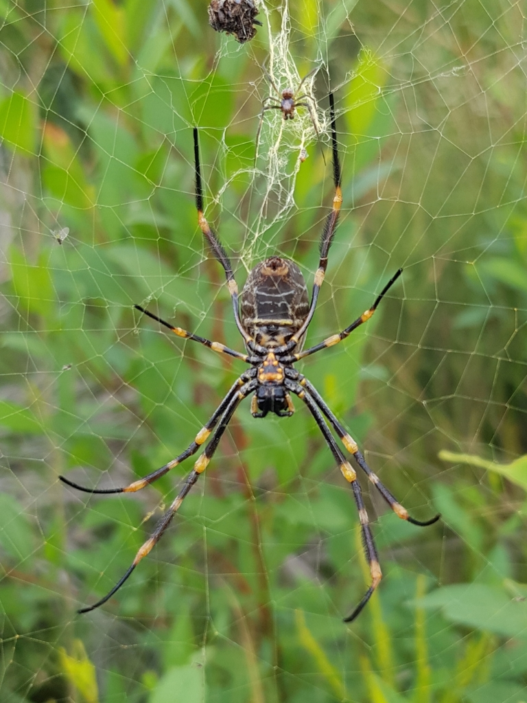 Tiger Spider from Jervis Bay JBT 2540, Australia on May 7, 2020 at 04: ...