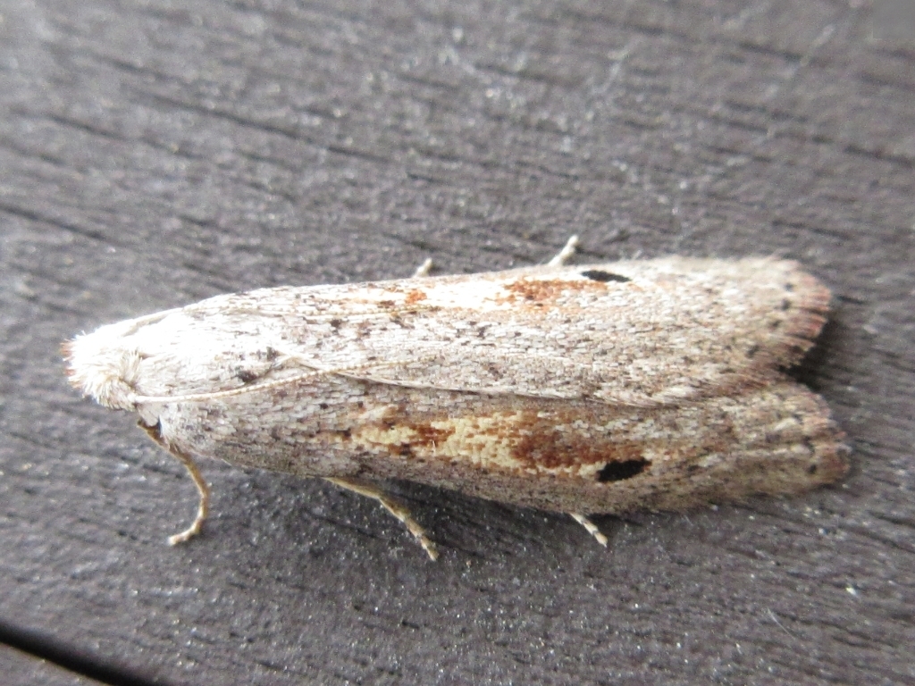 stored nut moth from 대한민국 충청남도 천안시 동남구 on May 8, 2020 at 05:27 PM by ...