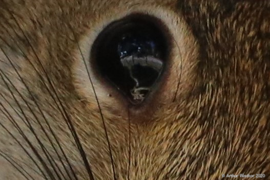 Eye-worms from Zeus Park, Martin County, FL, USA on May 3, 2020 at 04: ...