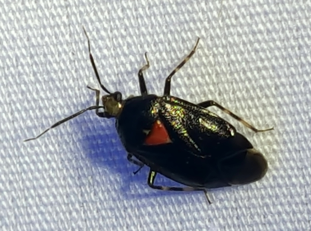 Deraeocoris sayi from Travis, Texas, United States on April 14, 2017 at ...