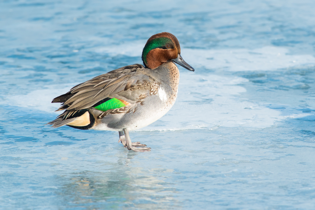 Green-winged Teal from Humber Bay Park, Toronto, ON, Canada on January ...