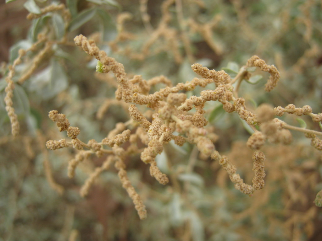 Kidney Saltbush (Atriplex stipitata) - Botanical Realm