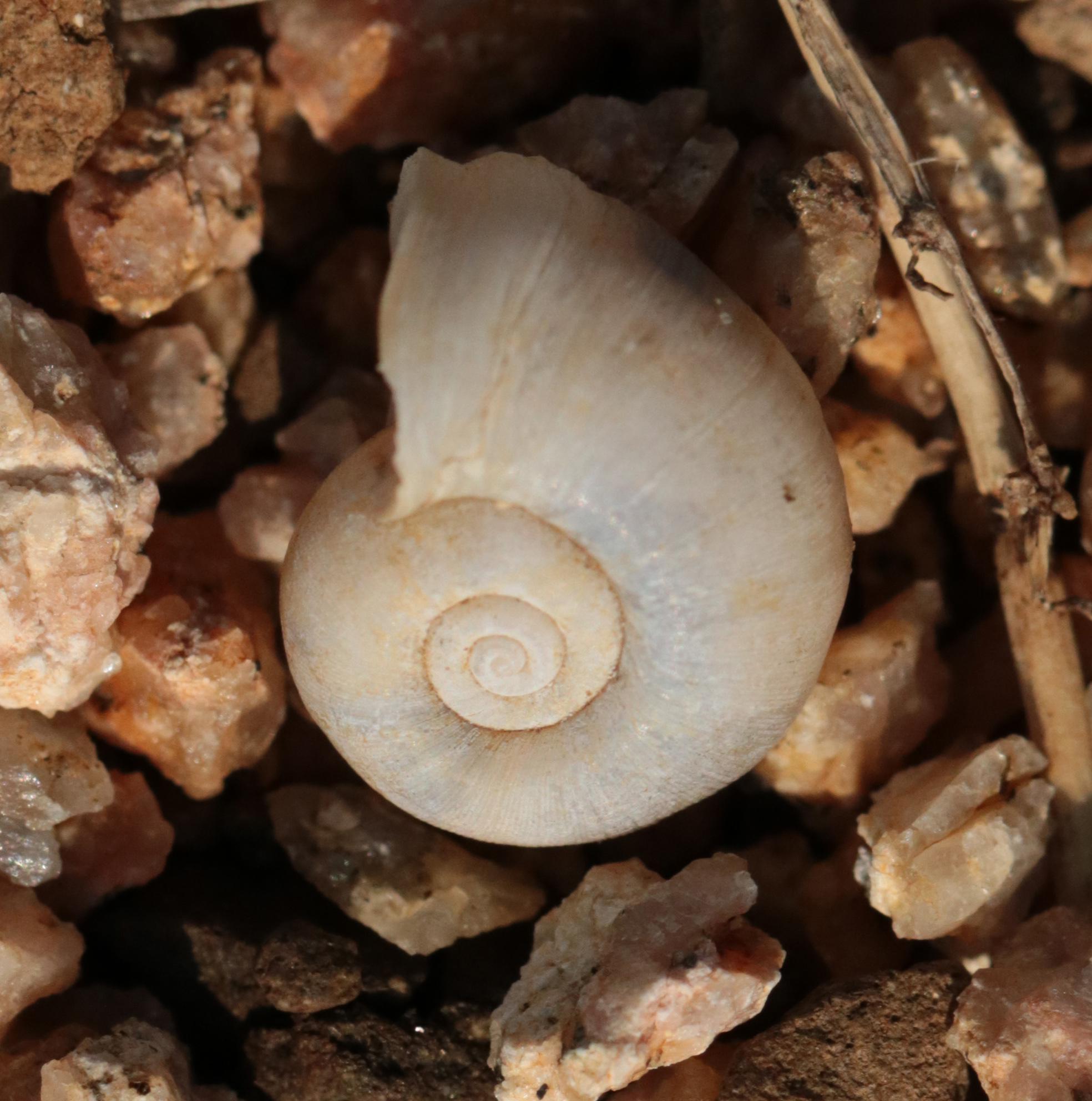 Indoplanorbis Annandale & Prashad, 1921