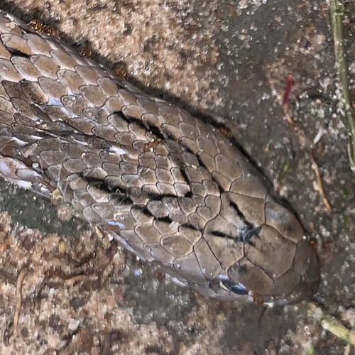 Spotted Night Adder (Causus maculatus) - Snakes and Lizards