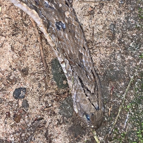 Spotted Night Adder (Causus maculatus) - Snakes and Lizards