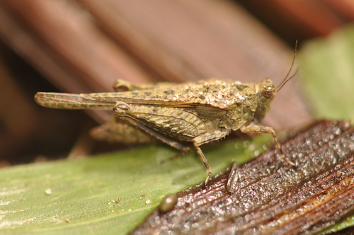 Paratettix cinereus · iNaturalist