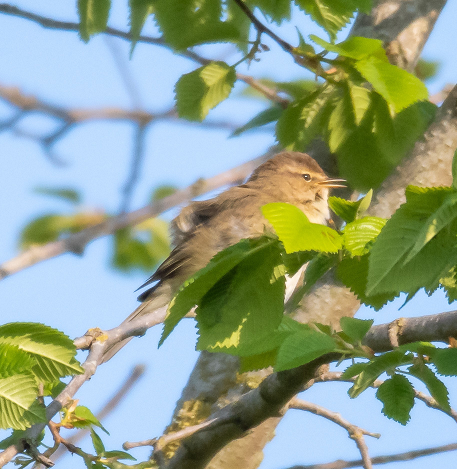 Common Chiffchaff from Halstead CO9, UK on May 08, 2020 at 07:15 AM by ...