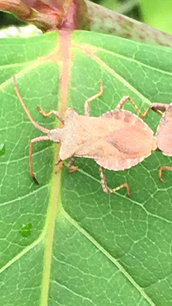 Dock Bug from La Roche-sur-Yon on May 8, 2020 at 01:46 PM by manewt ...
