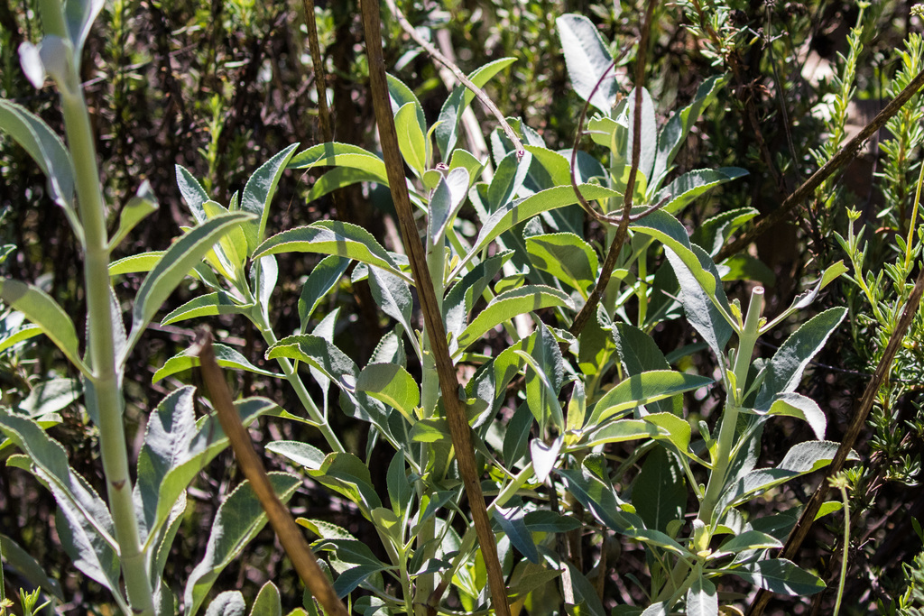 white sage from Santee--Forester Creek on April 15, 2020 at 03:07 PM by ...