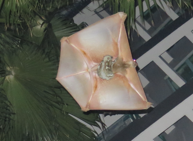 Colugos (Cynocephalidae) - Know Your Mammals