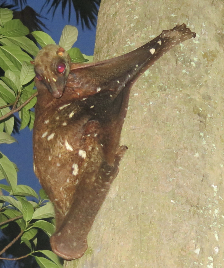 Colugos (Cynocephalidae) - Know Your Mammals