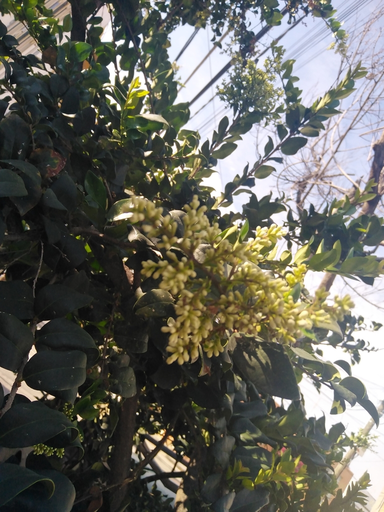wax-leaf ligustrum from Industrial, 20030 Aguascalientes, Ags., México ...