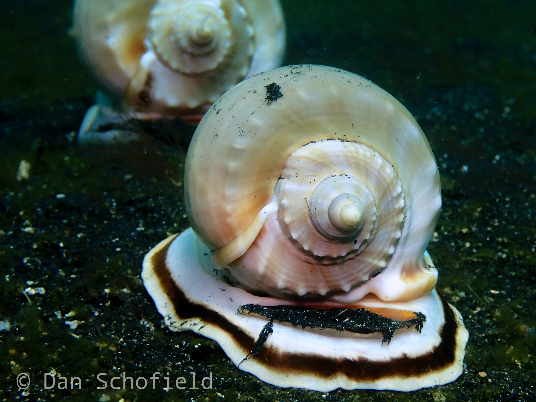 Phalium glaucum (Linnaeus, 1758)
