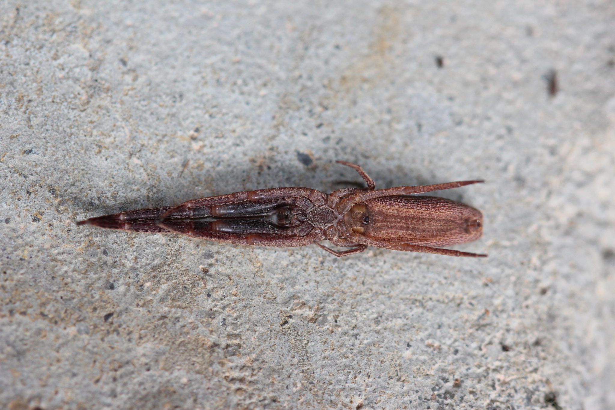 Synalus angustus (L.Koch, 1876)