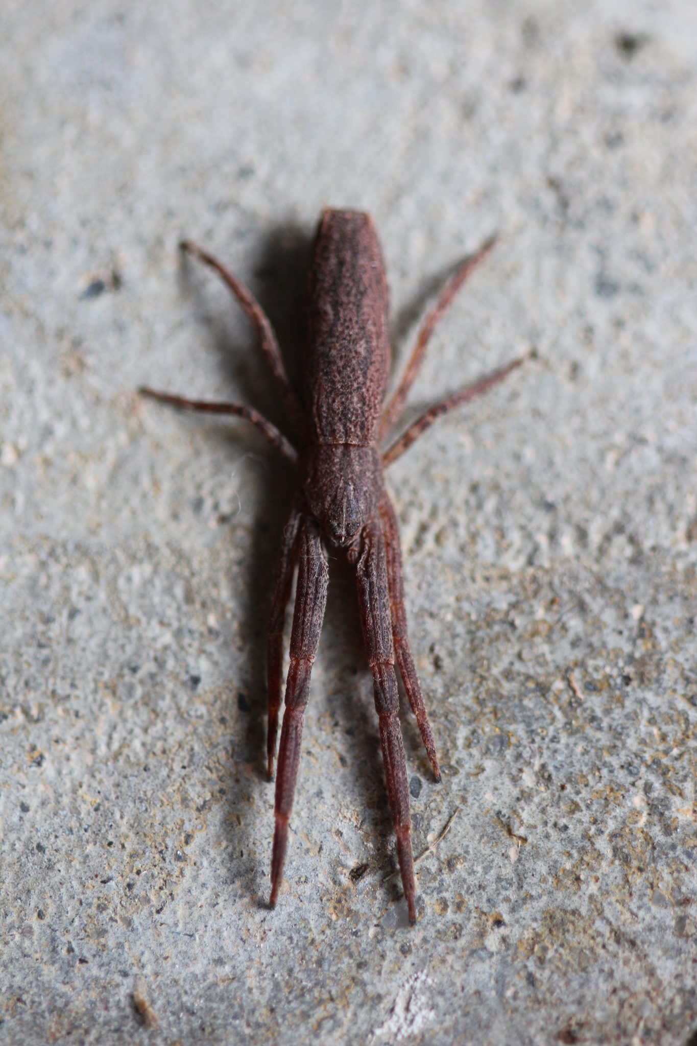 Synalus angustus (L.Koch, 1876)