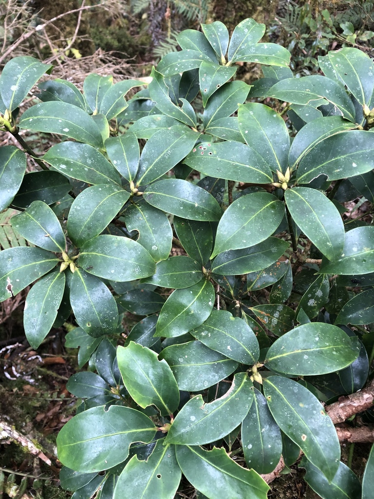 Japanese star anise (Illicium anisatum) - Botanical Realm
