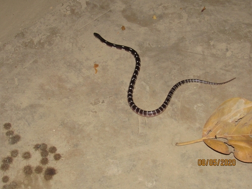 Common Krait (Bungarus caeruleus) - Snakes and Lizards