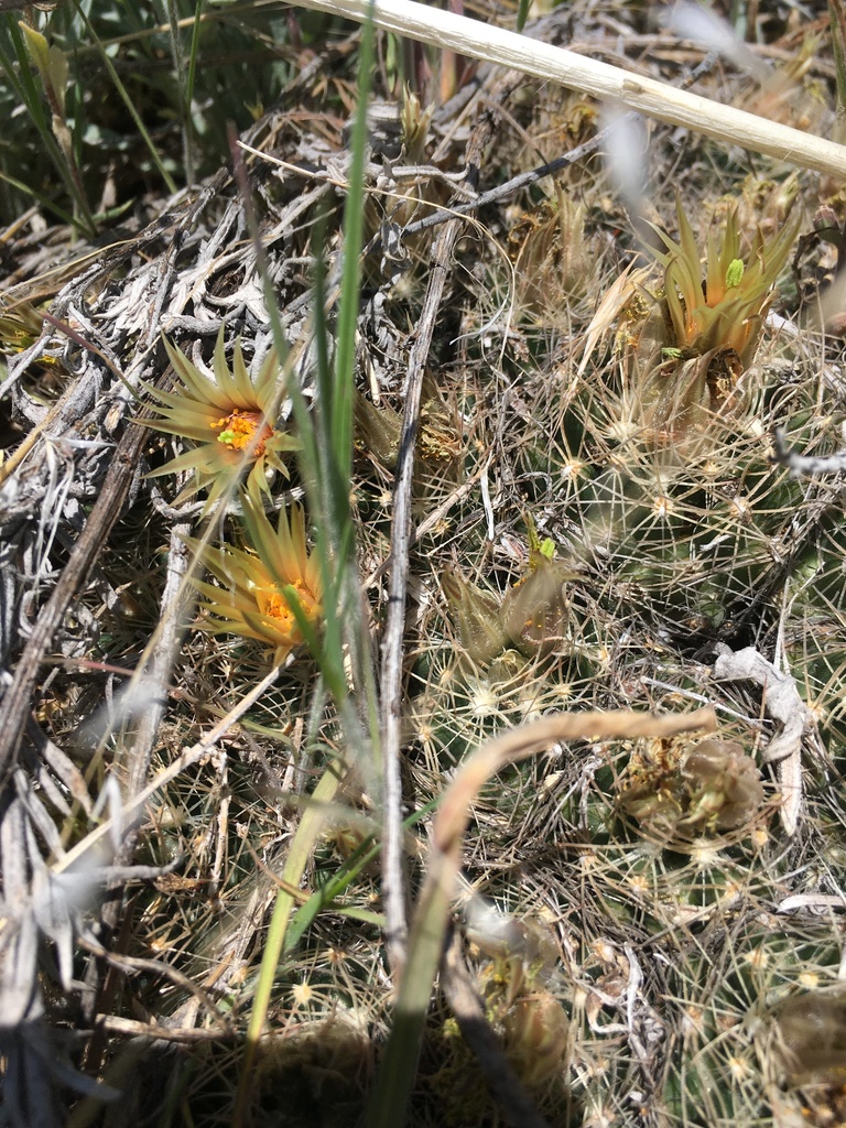 Missouri Foxtail Cactus in May 2020 by Tom Zeiner · iNaturalist