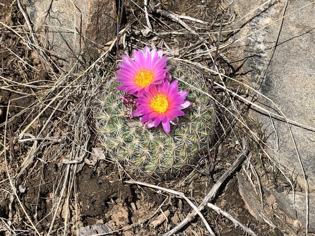 Mountain Ball Cactus from Arapaho & Roosevelt National Forests Pawnee ...