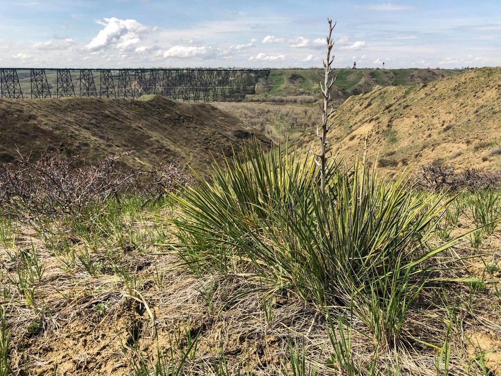 Great Plains yucca (Northeastern New Mexico Piñon-Juniper Woody Plant ...