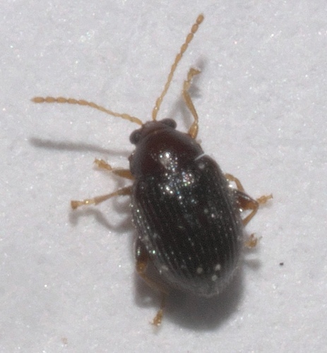 Epitrix humeralis · iNaturalist Ecuador