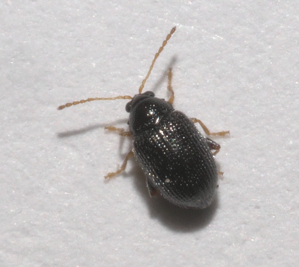 Potato Flea Beetle from Mayes County, US-OK, US on May 8, 2020 at 05:29 ...