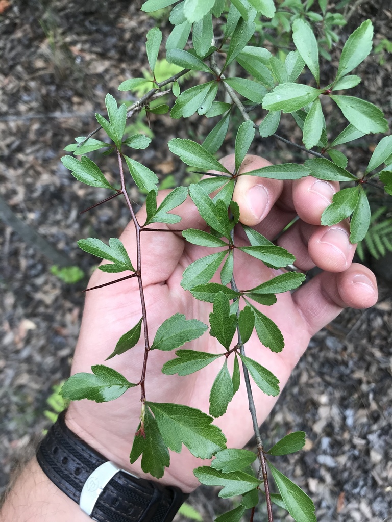 Mayhaw from Depot Rd, Conway, SC, US on May 8, 2020 at 10:44 AM by ...