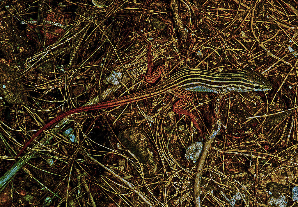 Common Spotted Whiptail from Canyon Lake, TX, USA on August 28, 2015 at ...