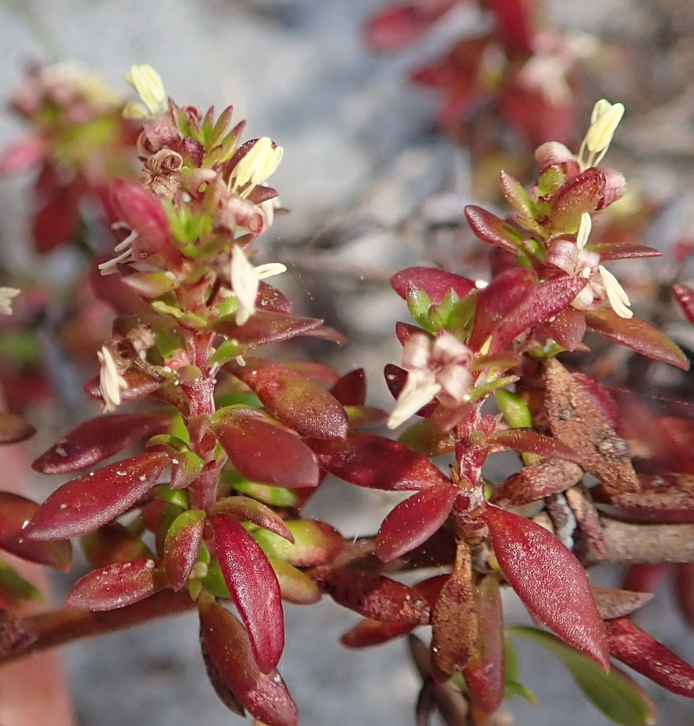 Creeping Flowerseed (Locally Indigenous Plant Species for Knysna ...