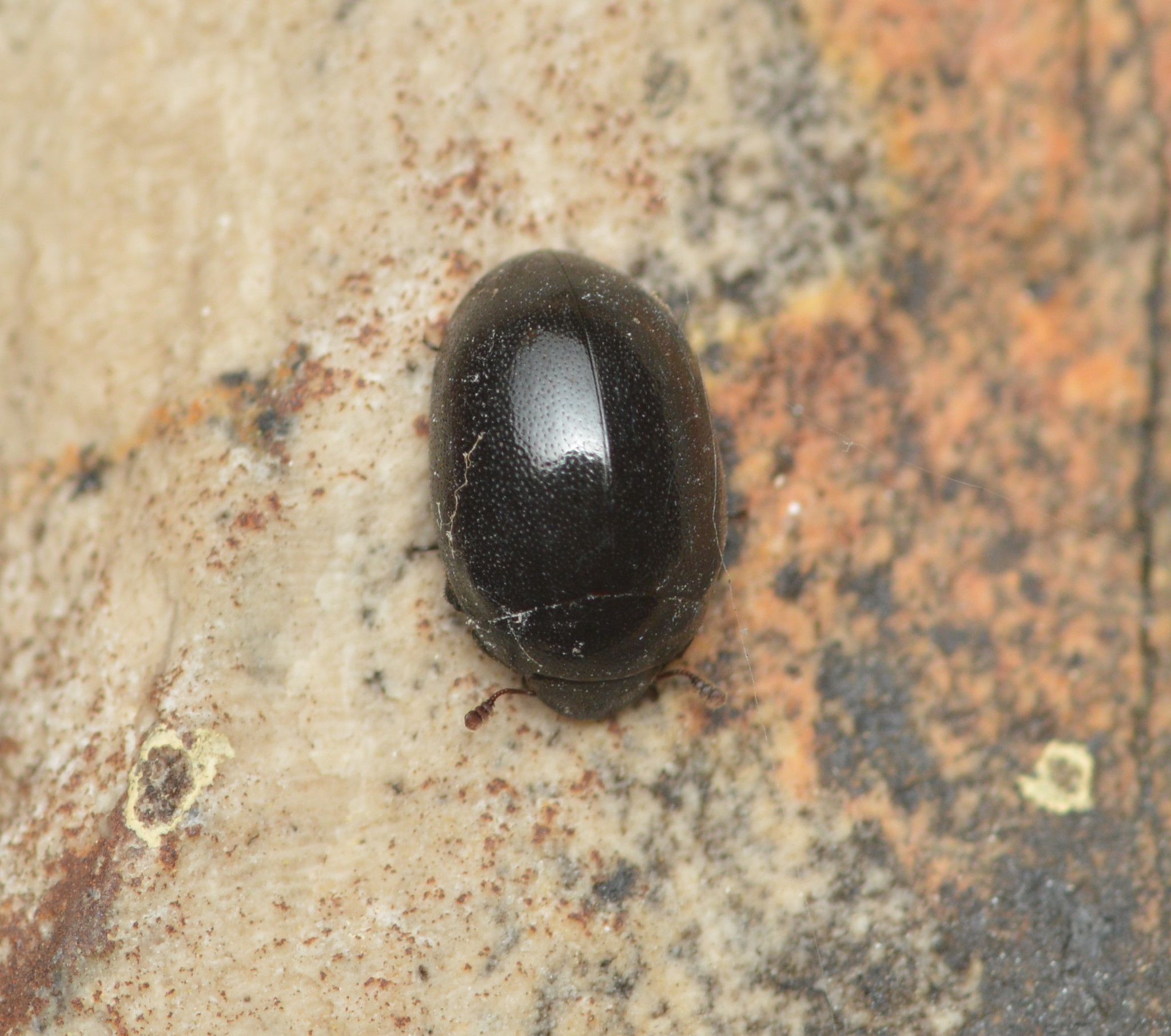 Nosodendridae