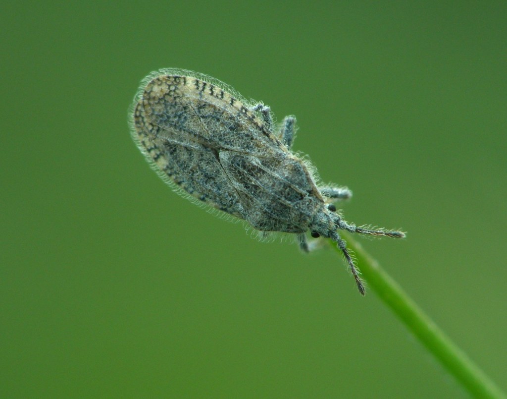 Tingis pilosa from Темвод, Миколаїв, Миколаївська область, Украина ...