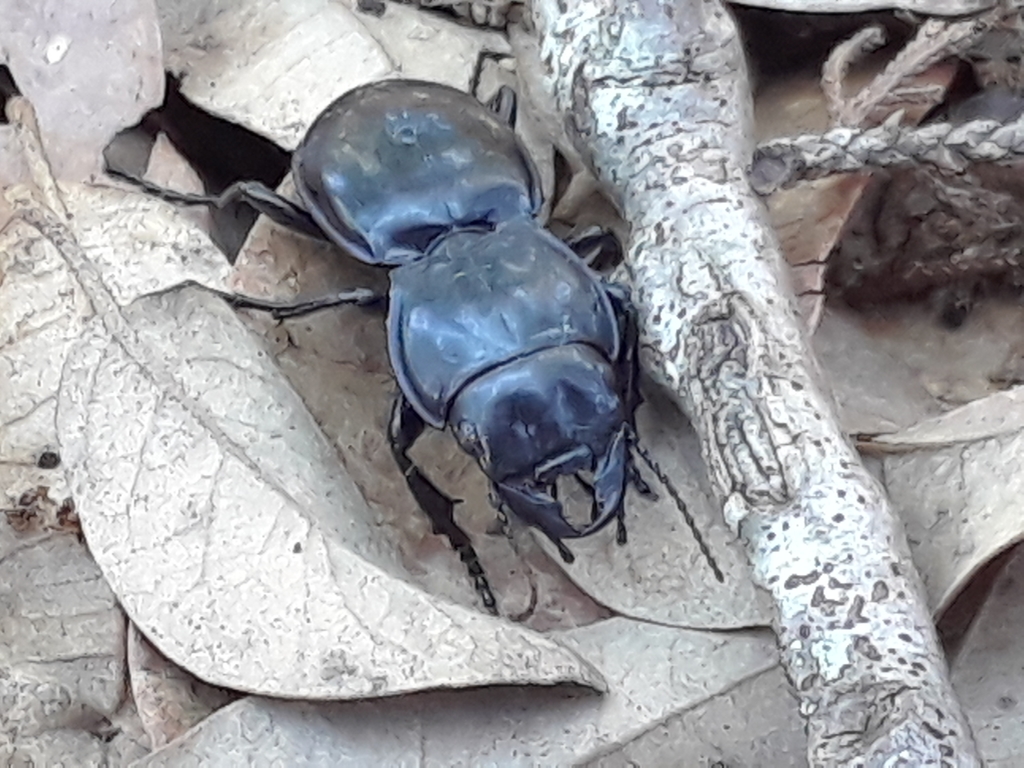 Pasimachus elongatus from Austin on April 19, 2020 at 05:20 PM by ...