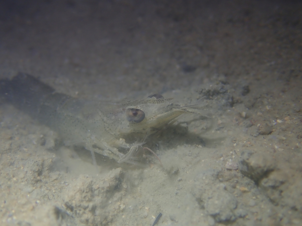 Greasyback shrimp in May 2020 by H.T.Cheng · iNaturalist