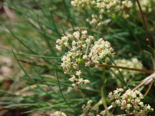Trinia dalechampii · iNaturalist