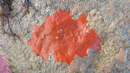 Clathria rubens · iNaturalist