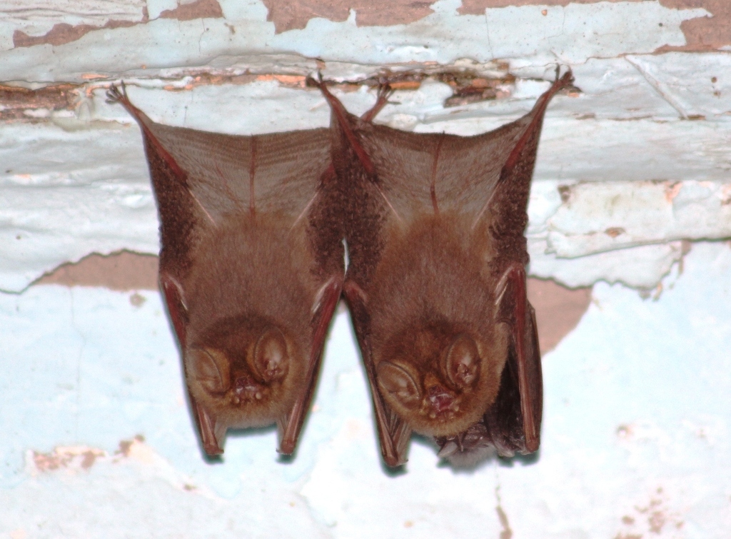 Smoky Bat in December 2013 by Joaquín Ugarte. Colonia con 38 individuos ...