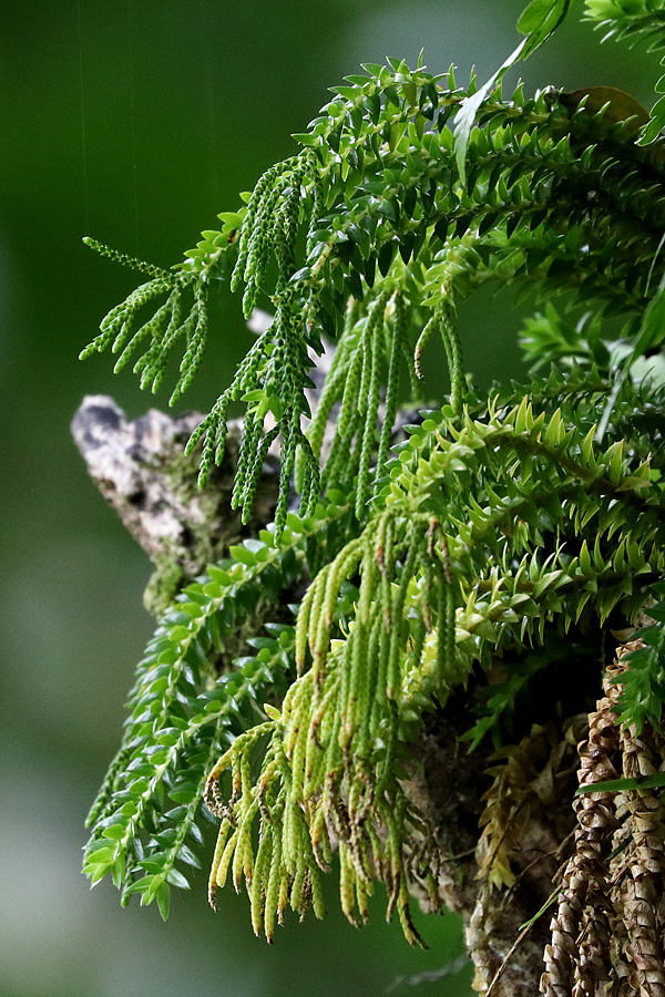 (Phlegmariurus australis) - Botanical Realm
