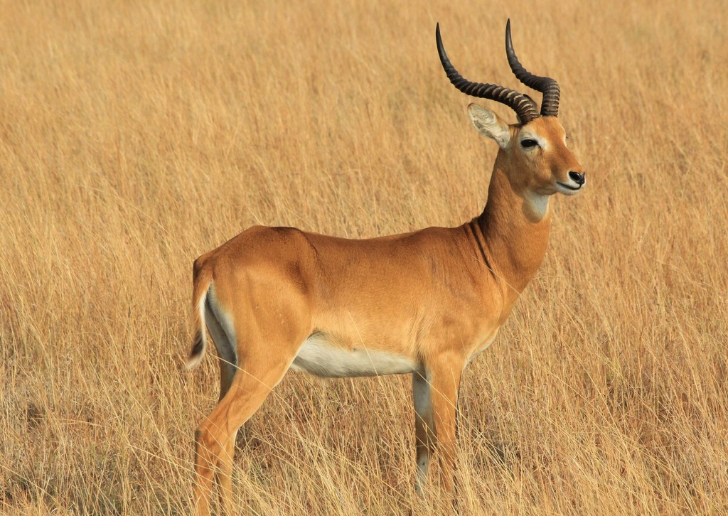 Ugandan Kob (Kobus kob thomasi) - Know Your Mammals