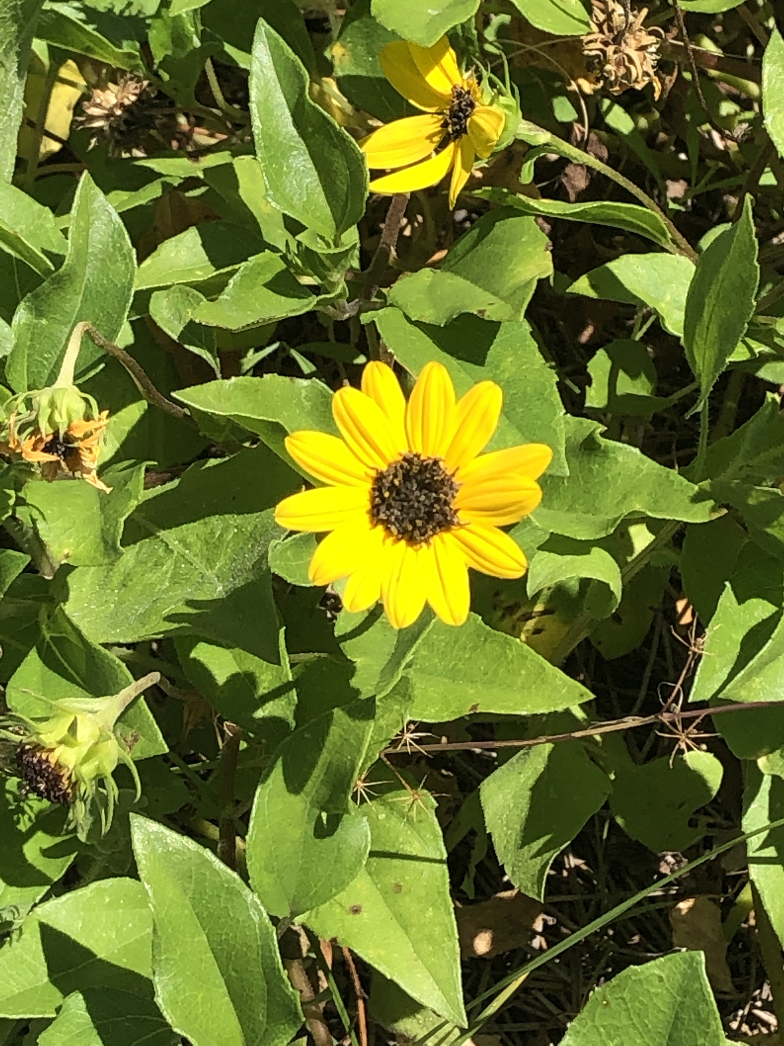 Helianthus debilis subsp. vestitus (E.Watson) Heiser