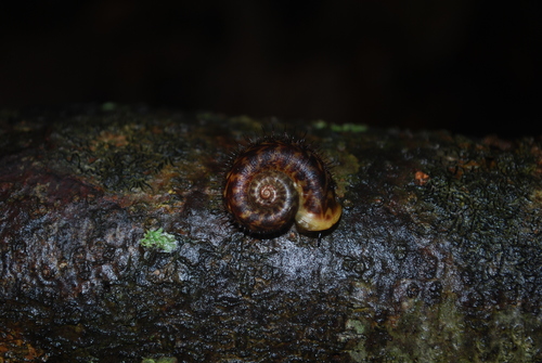 Cyclotus biciliatus · iNaturalist