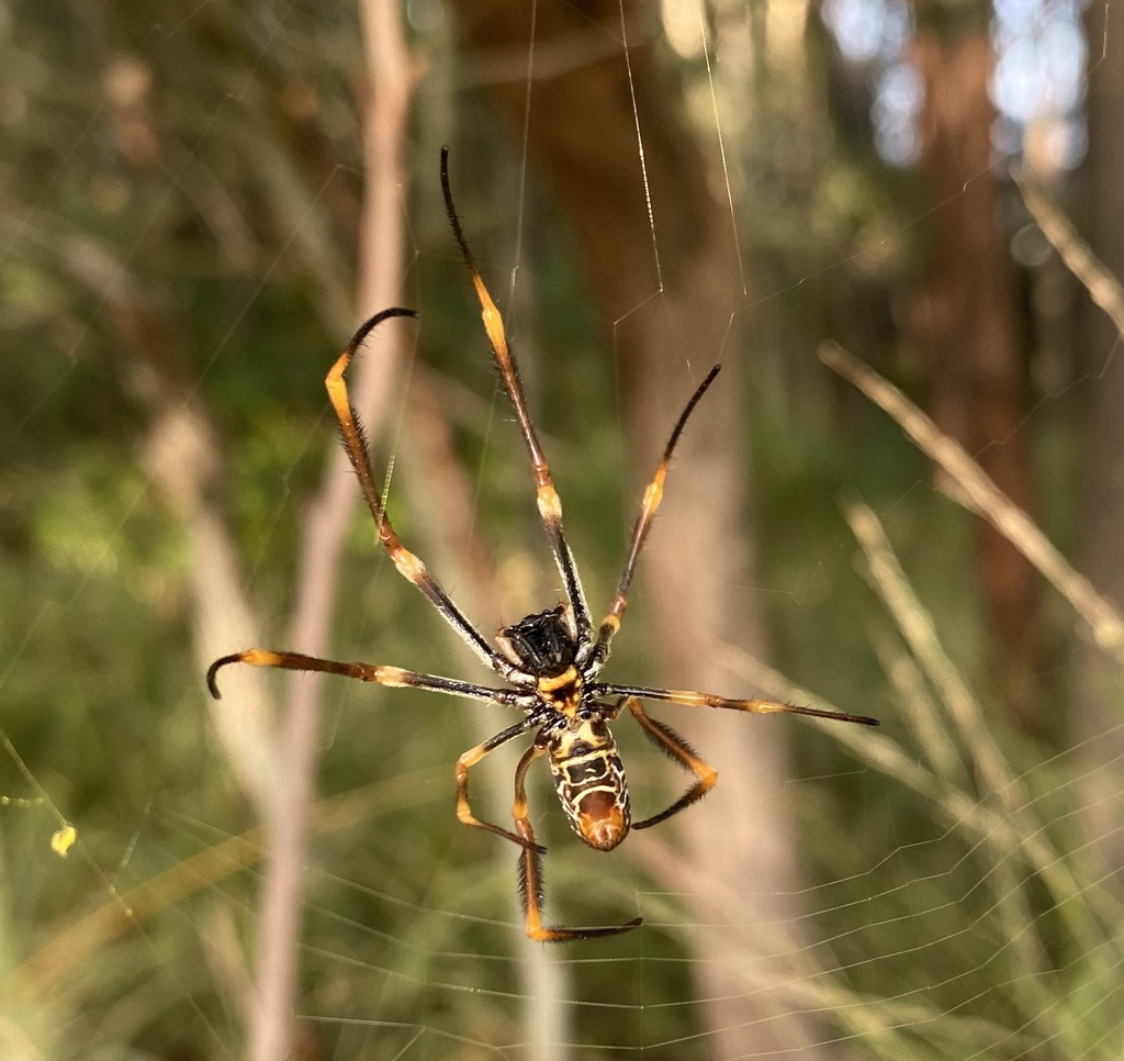 Tiger Spider from Assembly Street, Salisbury, QLD, AU on May 9, 2020 at ...