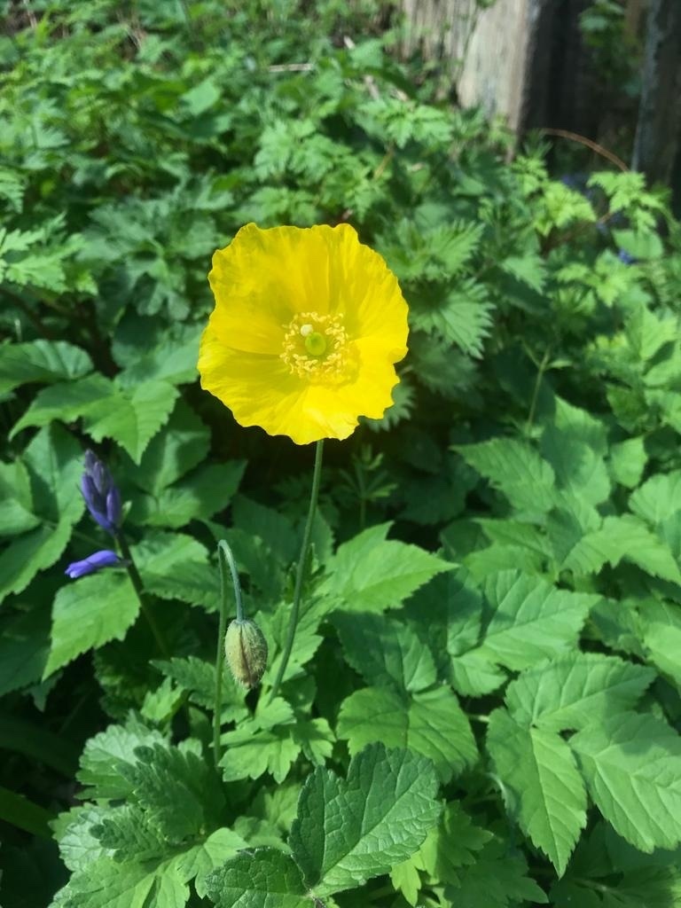Welsh Poppy from Great Britain, Glasgow, Scotland, GB on May 03, 2020 ...
